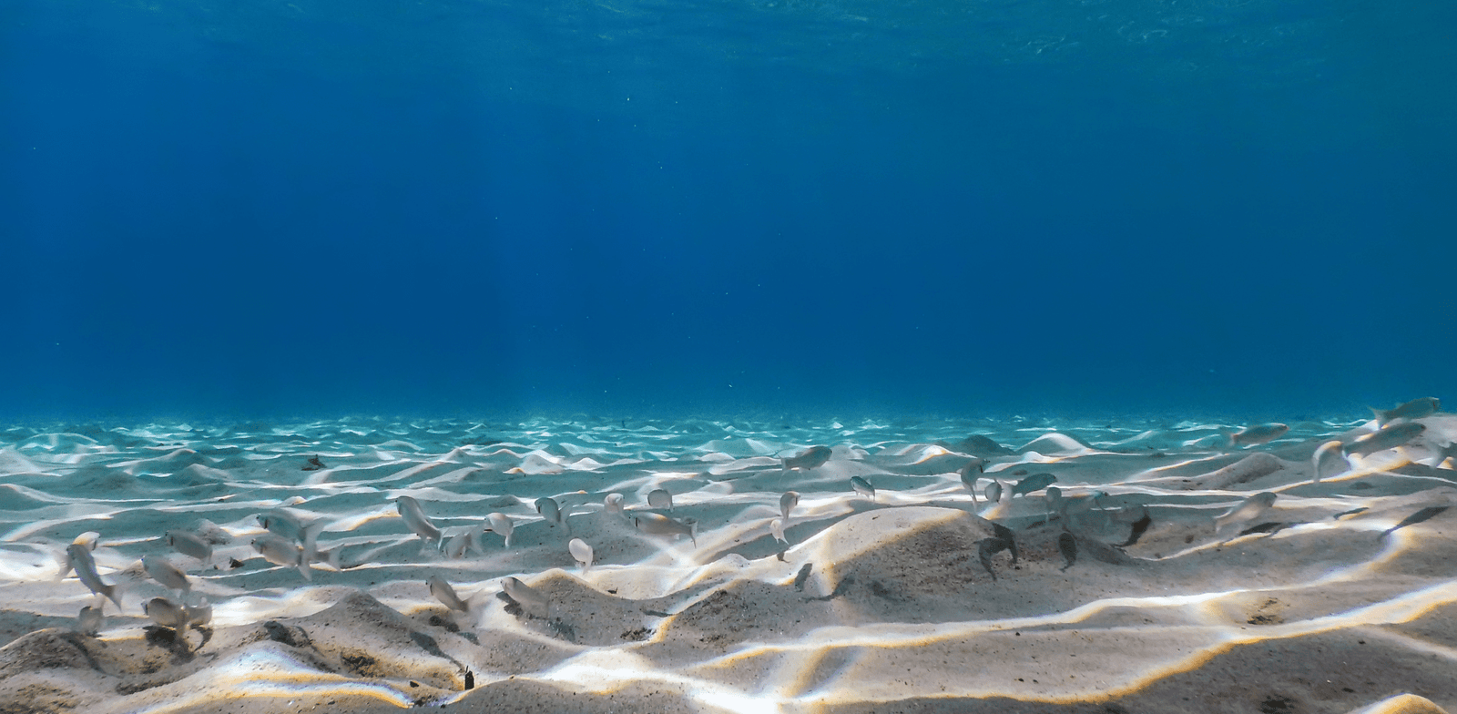 Best Pompano Rigs & Jigs - Increase Your Catch Ratio